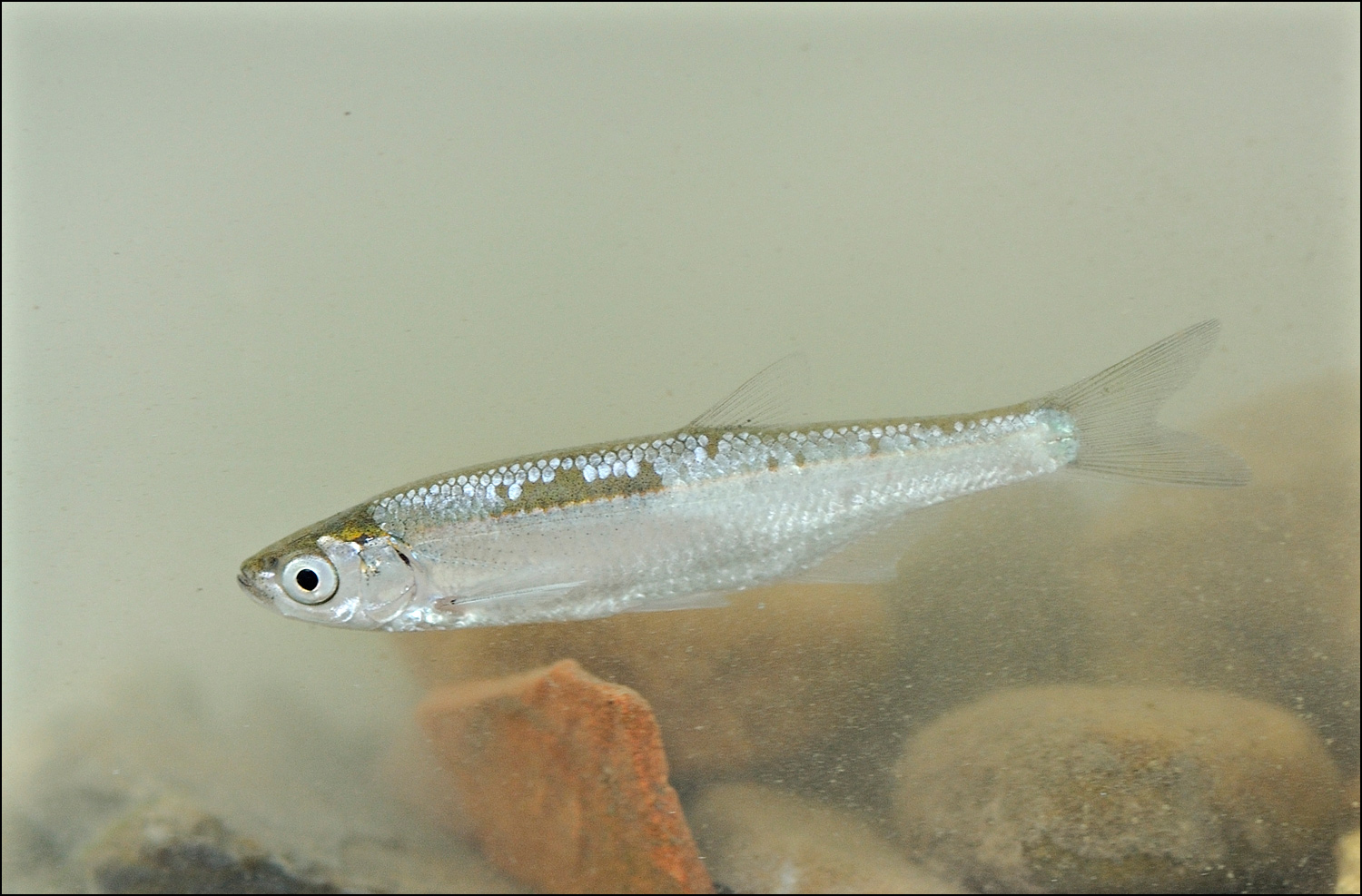 Ukelei Foto & Bild | tiere, wildlife, fische Bilder auf fotocommunity