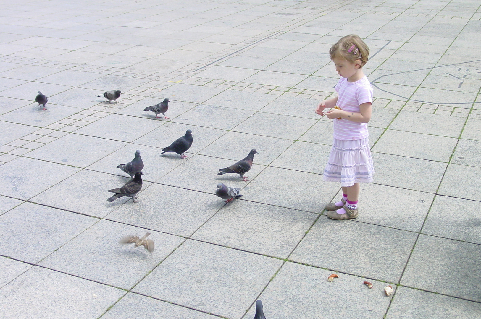 Ulmer Spatz Foto & Bild | tiere, natur Bilder auf fotocommunity