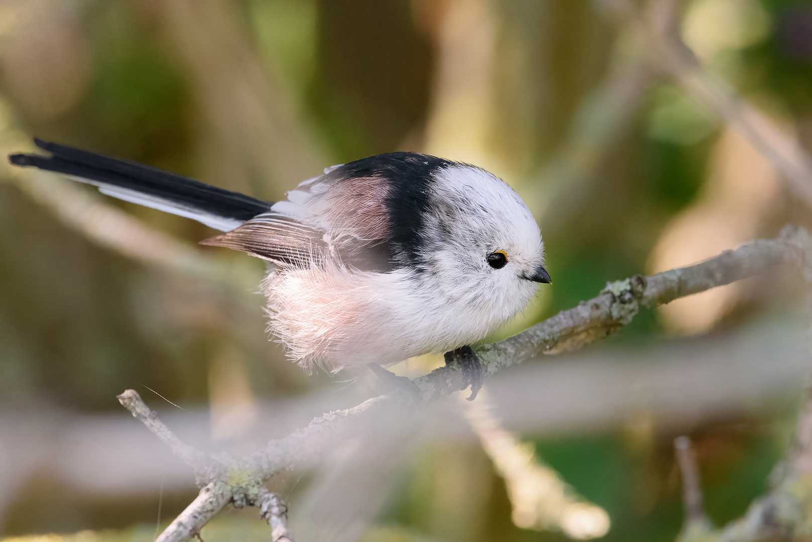 Ultra knuffig Foto & Bild | tiere, wildlife, wild lebende vögel Bilder ...