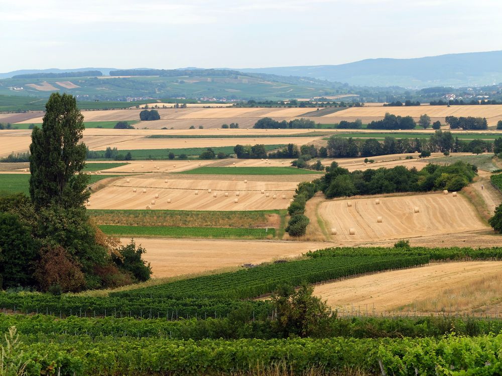 Um Saulheim Juli 2018 011 Foto & Bild | landschaft, lebensräume ...