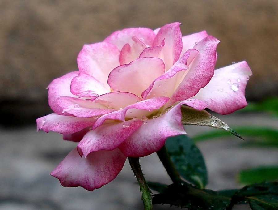 uma Rosa com Amor Imagen & Foto | plantas, flores, naturaleza Fotos de ...