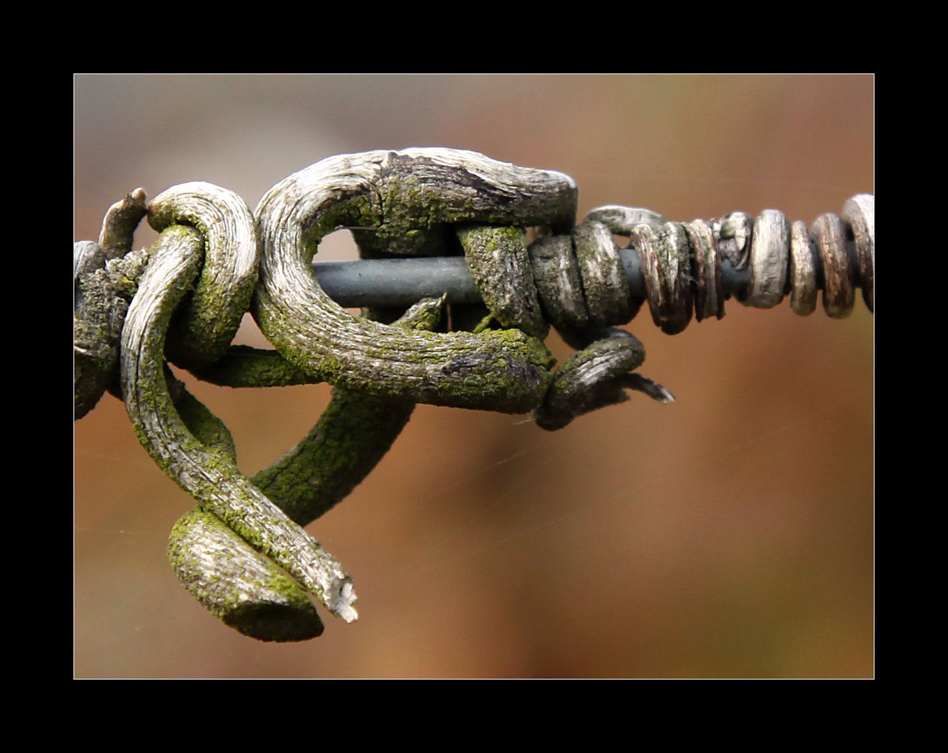 Umkehr Foto & Bild | landschaft, kulturlandschaften, weinberge Bilder ...