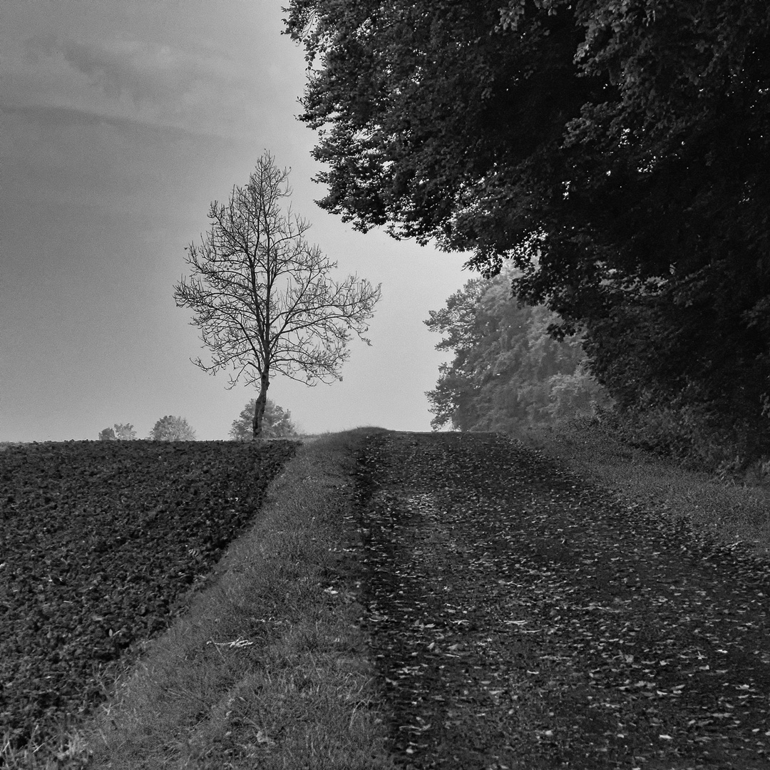Umkehr Foto & Bild | pflanzen, pilze & flechten, landschaft, bäume ...