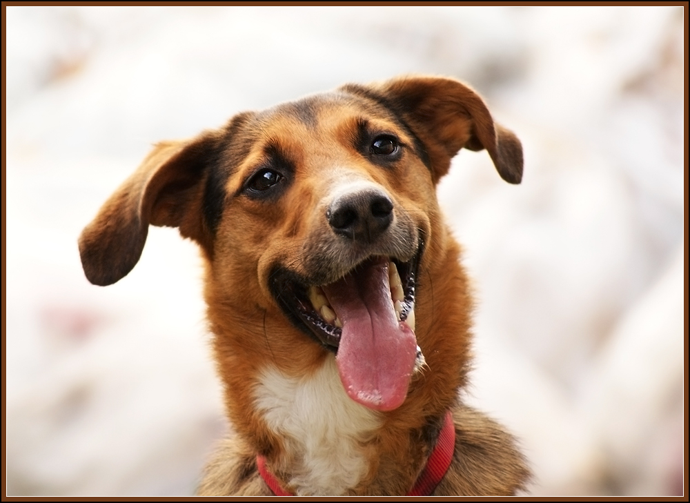 "Un aimable compagnon :-)" Foto & Bild | animaux, animaux domestiques ...