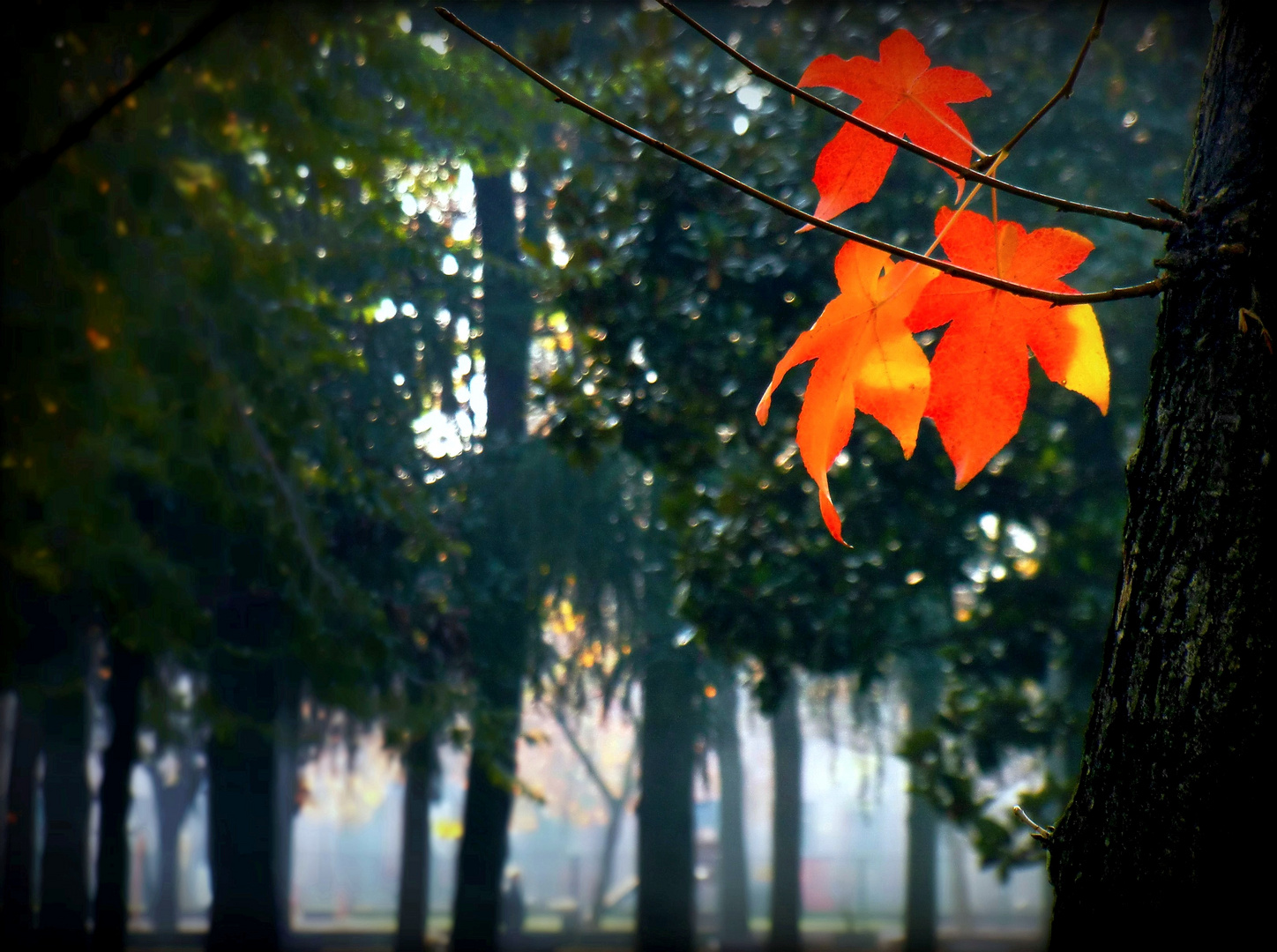 Un altro autunno caldo Foto % Immagini| paesaggi, naturalmente, alberi ...