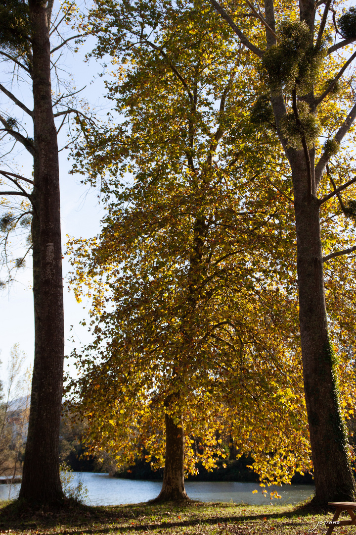 UN ARBRE AUX COULEURS D'AUTOMNE photo et image | nature, paysage ...