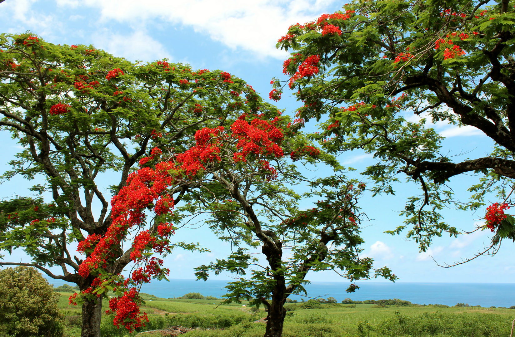 Un Arbre Mytique de l'ile de la Reunion nommé le Flamboyant photo et ...