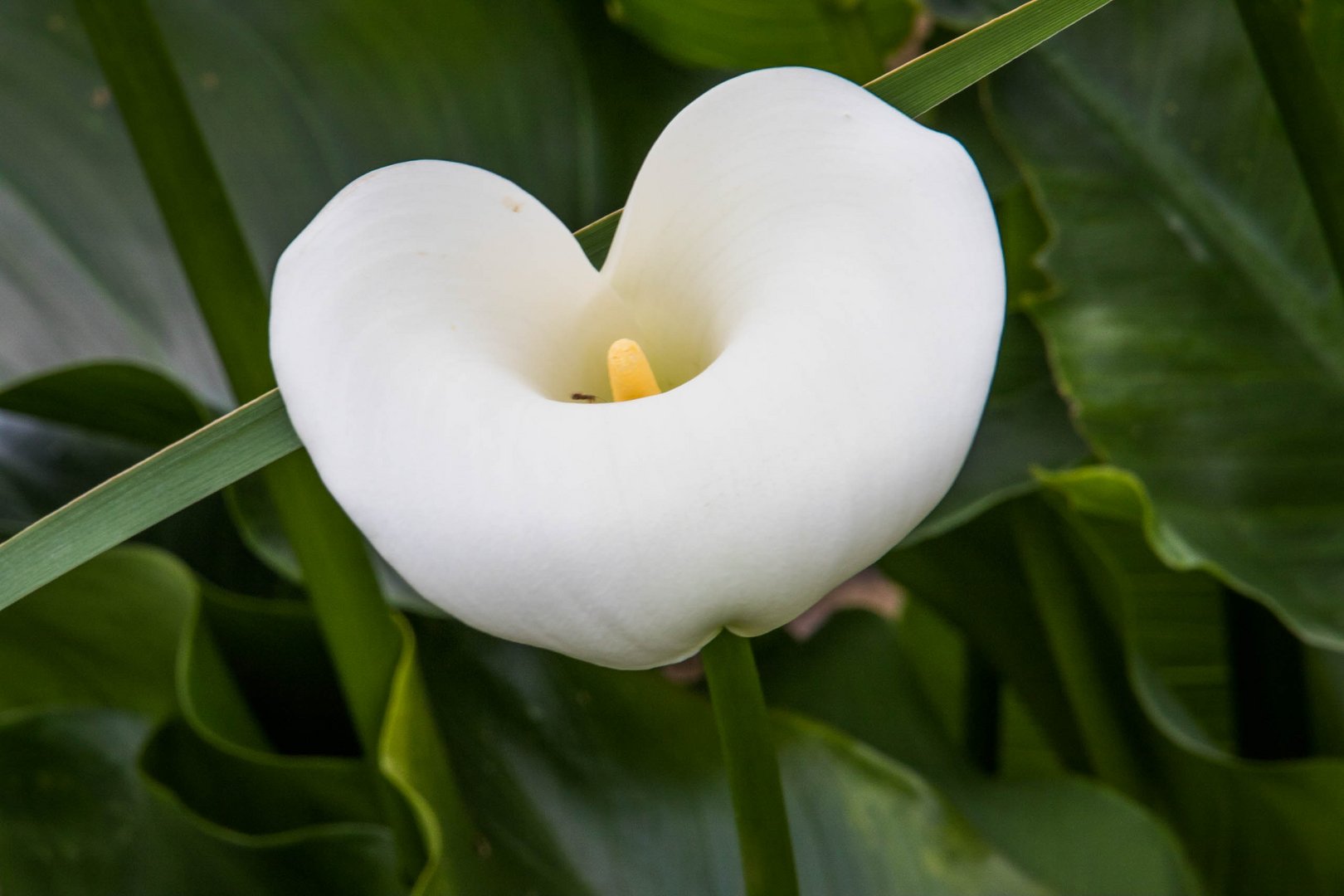 UN AROME photo et image | fleurs, nature Images fotocommunity