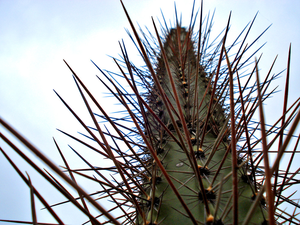 Un asunto espinoso Imagen & Foto | naturaleza diversa , plantas ...