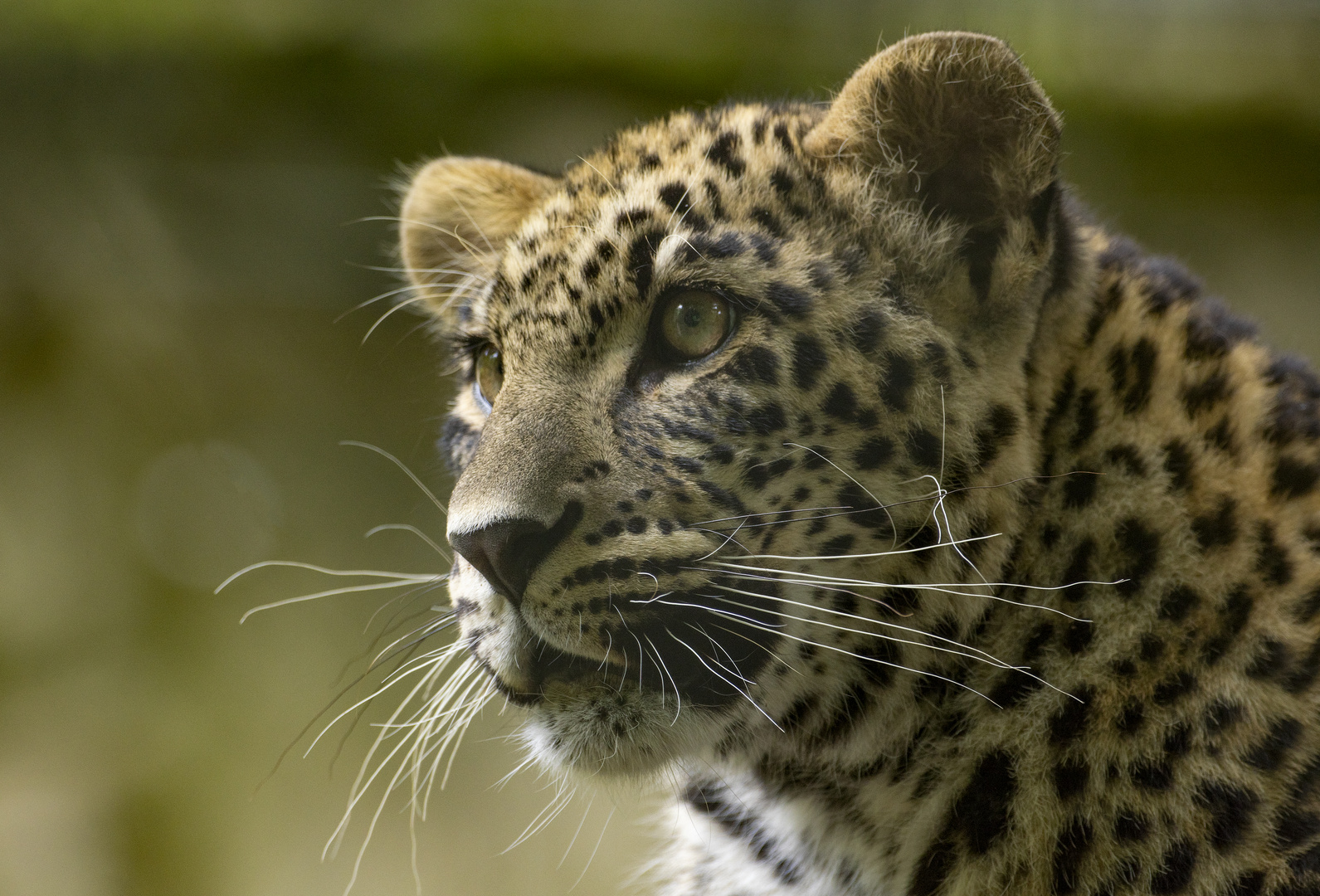 Un beau bébé (Panthera pardus saxicolor, panthère de Perse) photo et ...