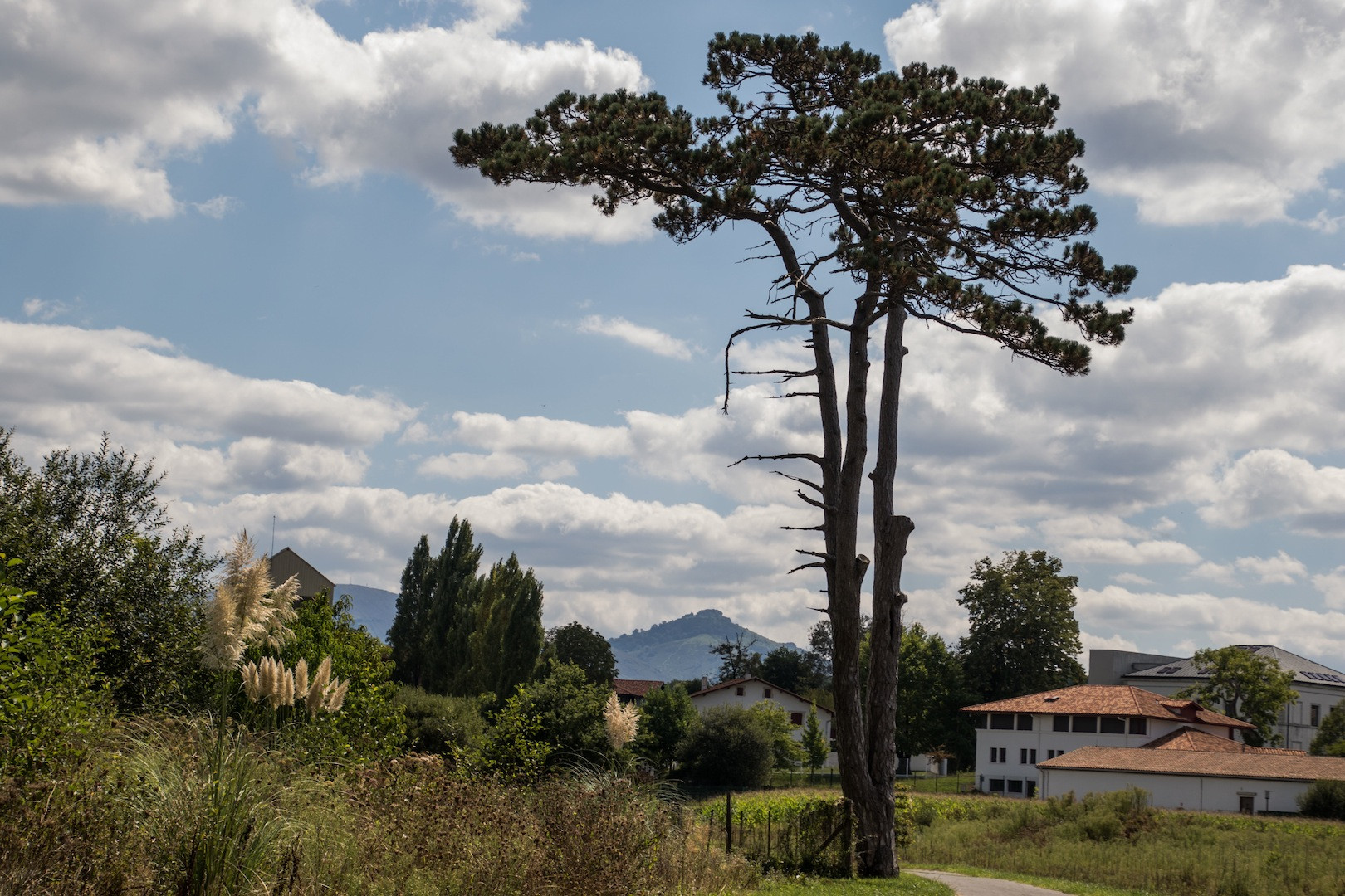UN BEL ARBRE photo et image | paysages, paysages de campagne, la nature ...