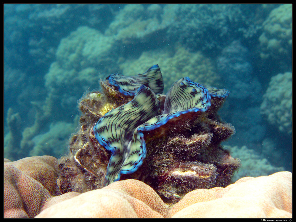 un benitier du lagon de caledonie photo et image | animaux, poissons ...