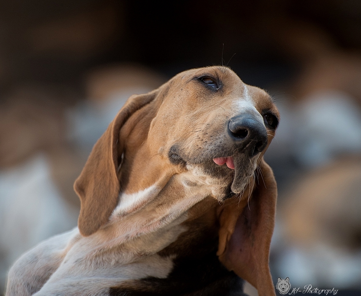 Un bisou photo et image | divers, nature Images fotocommunity