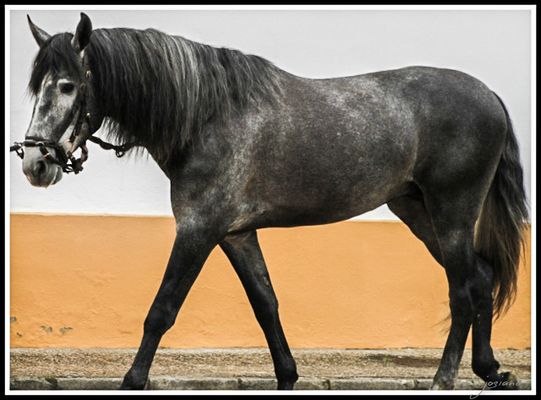 Les chevaux Images & Photos