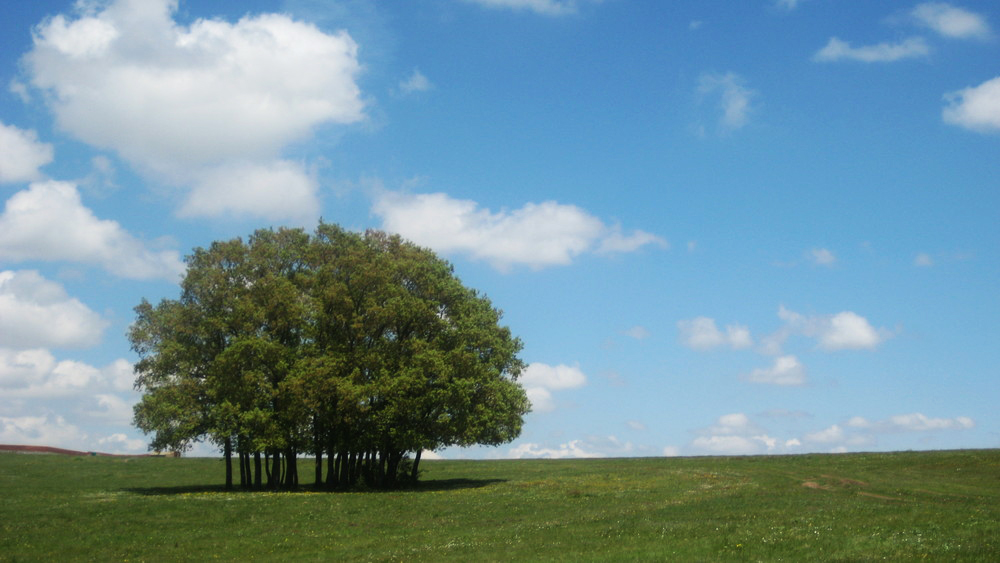 Un bosque pequeño Imagen & Foto | naturaleza diversa , naturaleza Fotos ...