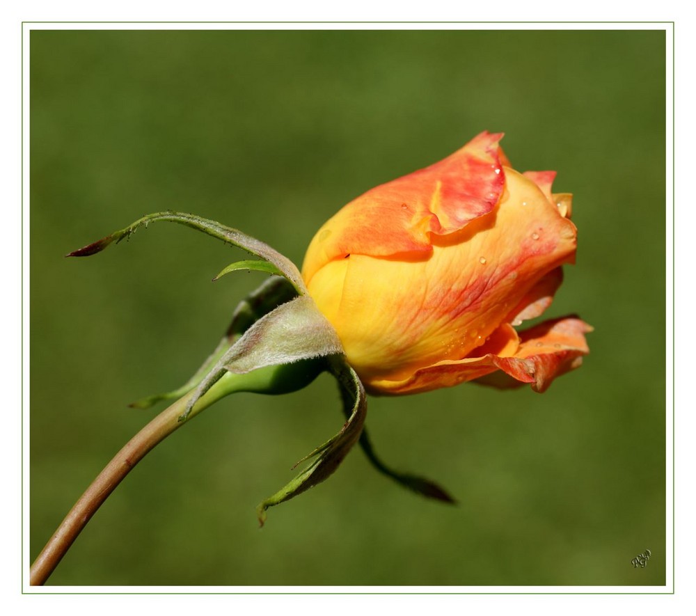 Un bouton de rose .... photo et image | macro nature, macro orchidées ... Un bouton de rose .... photo et image | macro nature, macro orchidées ...