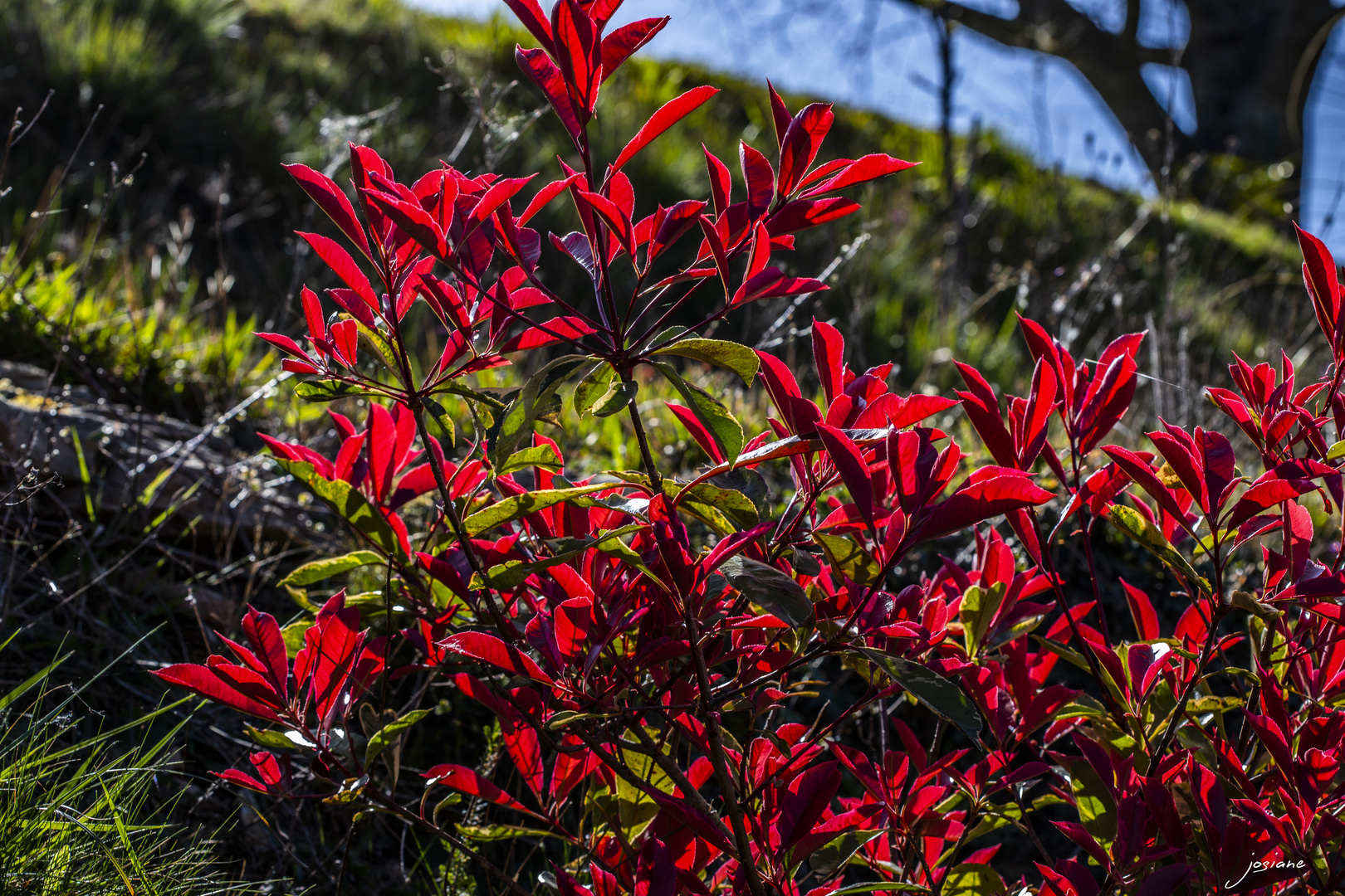 UN BUISSON ROUGE photo et image | nature, paysages Images fotocommunity