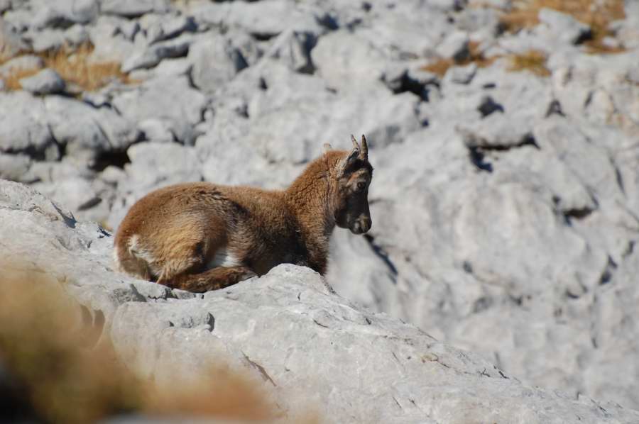un cabri photo et image | animaux, animaux sauvages, bovidés à l'état ...