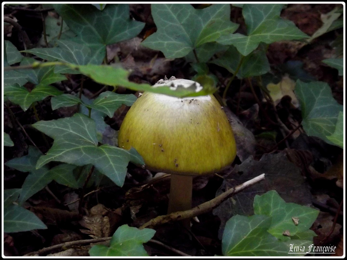 un champignon photo et image | plantes, champignons & lichens, nature ...