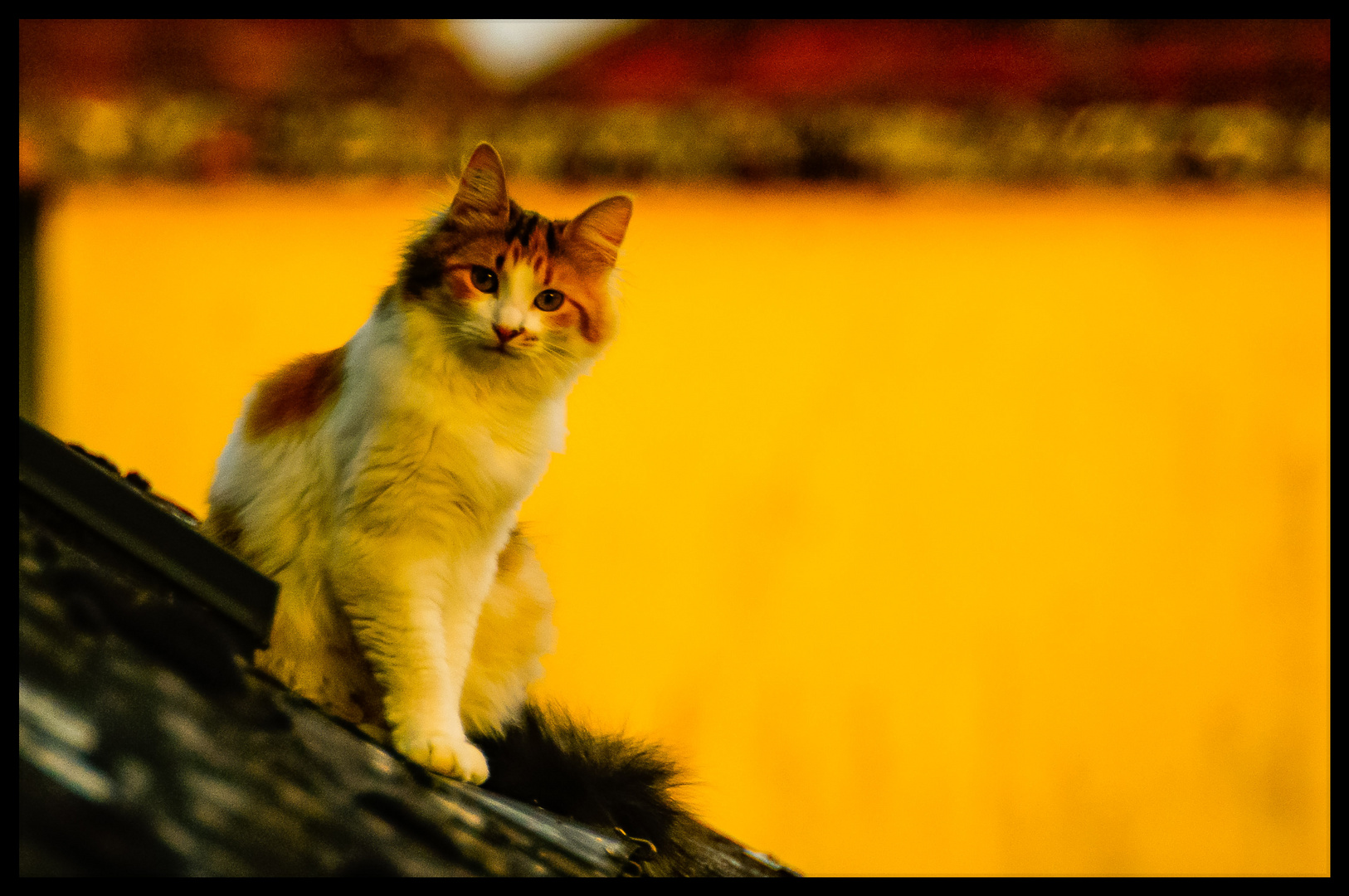 Un chat sur le toit photo et image | europe, france, centre Images ...