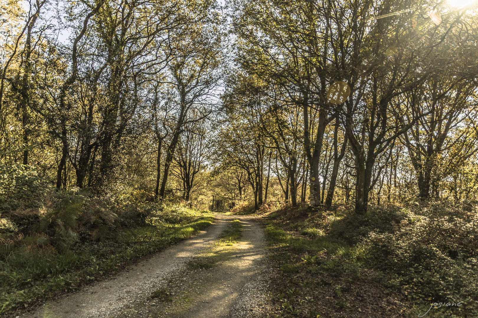 UN CHEMIN photo et image | nature, paysage, saisons Images fotocommunity