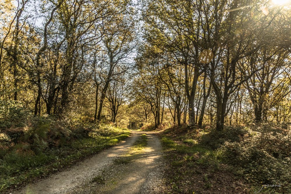 UN CHEMIN photo et image | nature, paysage, saisons Images fotocommunity