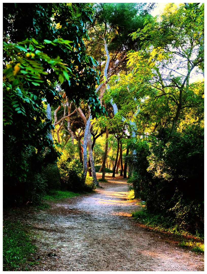Un chemin... photo et image | fleurs, arbres..., photo, paysages Images ...