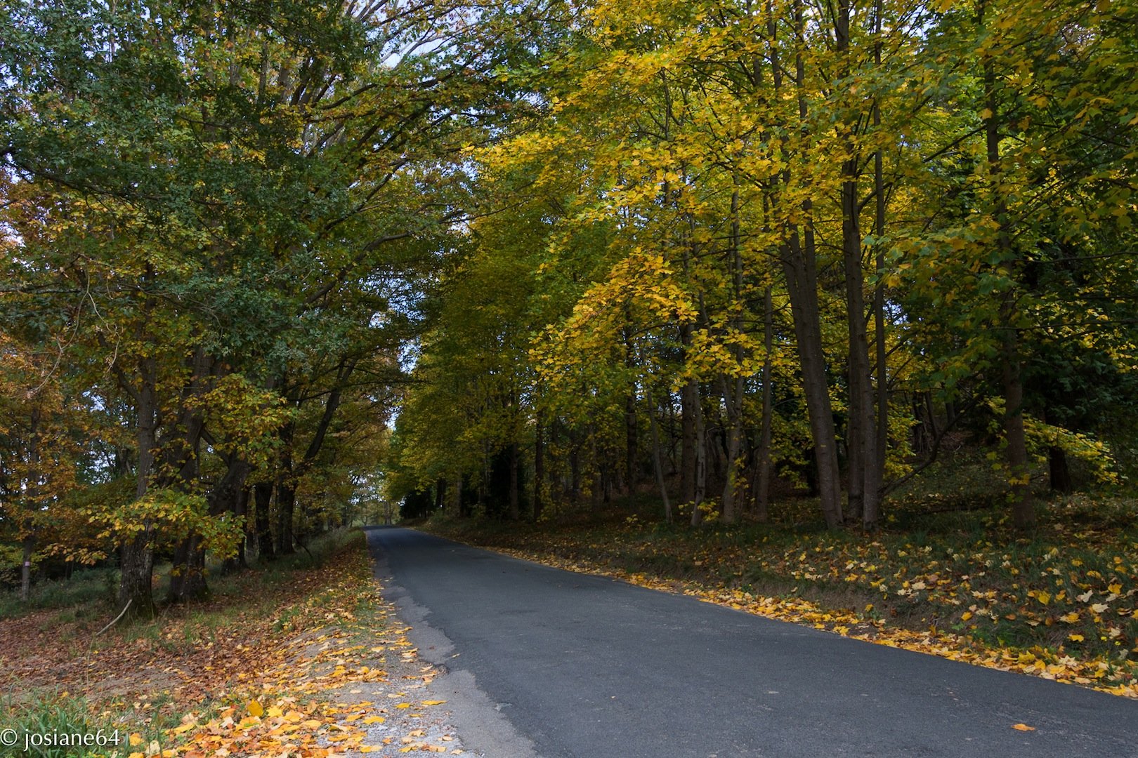 Un chemin au milieu de la forêt photo et image | paysages, la nature ...