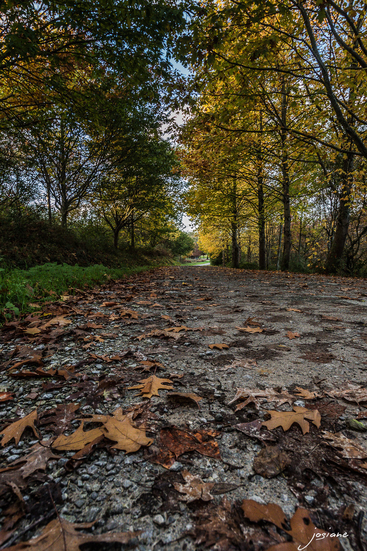 UN CHEMIN EN AUTOMNE photo et image | nature, paysages Images fotocommunity