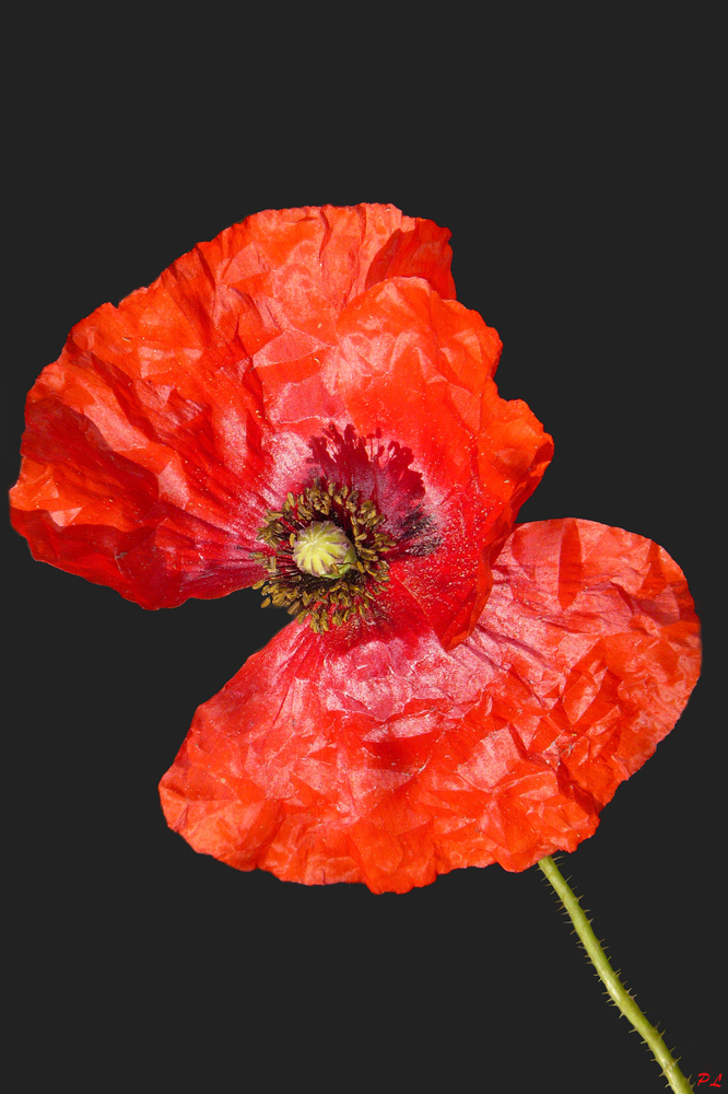 Un coquelicot photo et image | fleurs, attente, nature Images fotocommunity