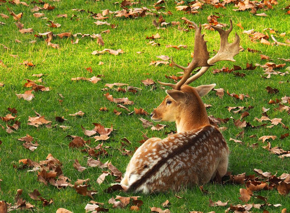 Un daim tranquille photo et image | braun, natur, animaux Images ...