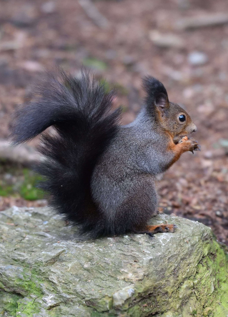 Un écureuil ... photo et image | animaux, écureuil, nature Images ...