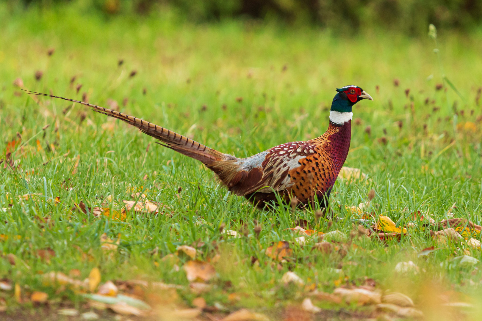 Un faisan dans le jardin photo et image | animaux, animaux sauvages ...