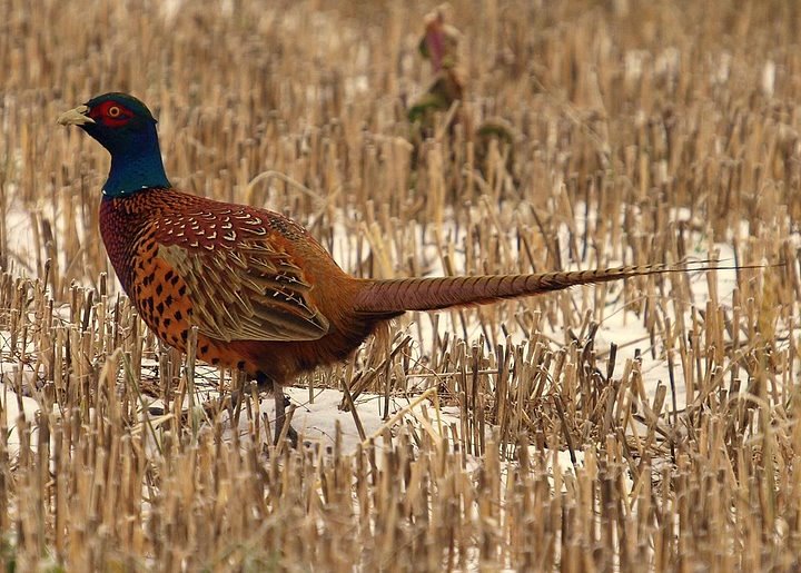 UN FAISAN EN QUETE DE NOURRITURE photo et image | animaux, animaux ...