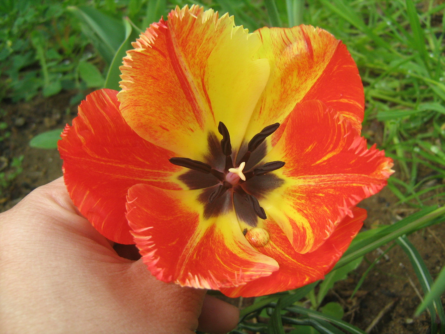 un fiore per te... Foto % Immagini| piante, fiori e funghi, natura Foto ...