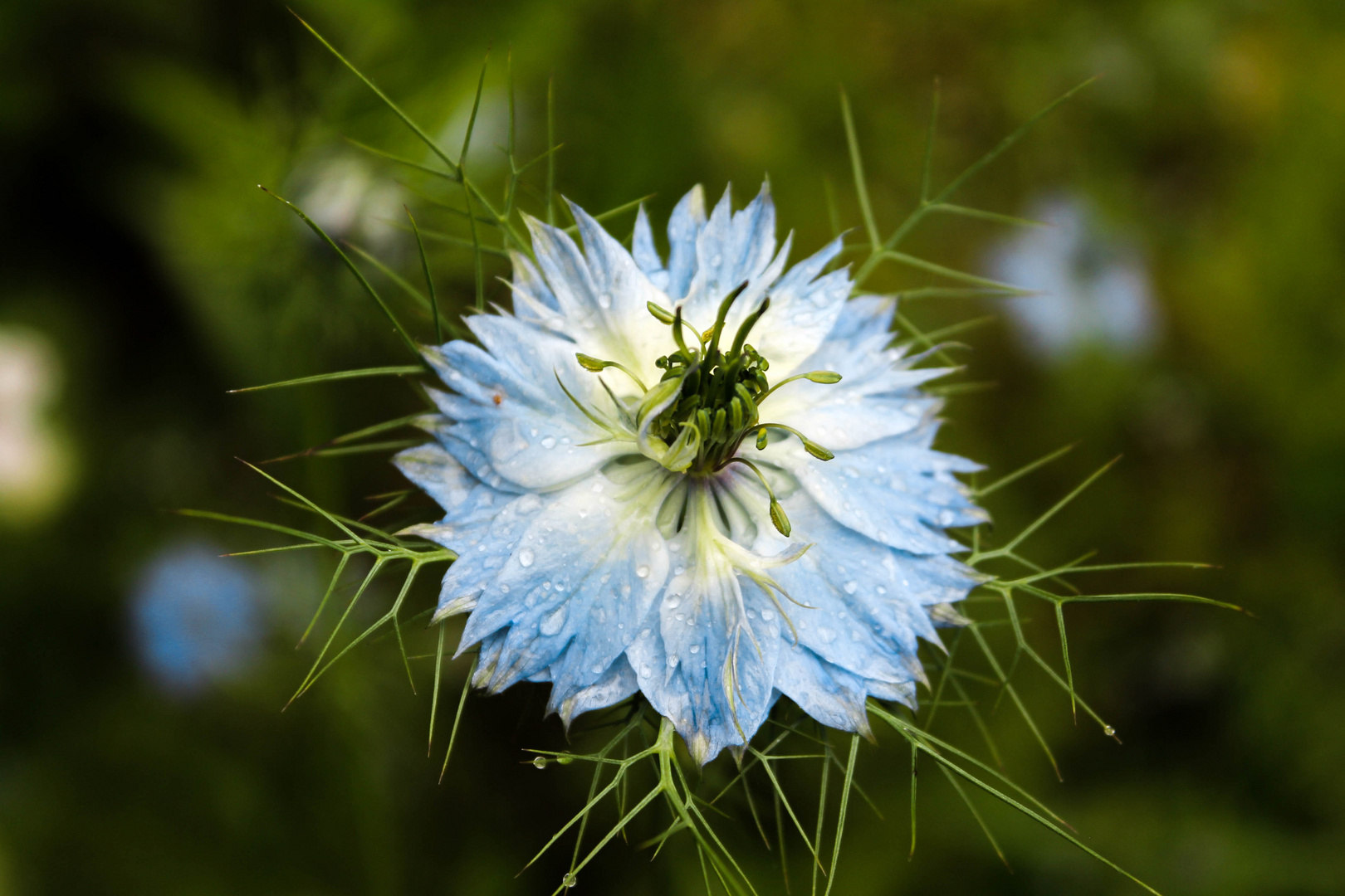 Un flocon en été photo et image | macro nature, macro fleurs ...