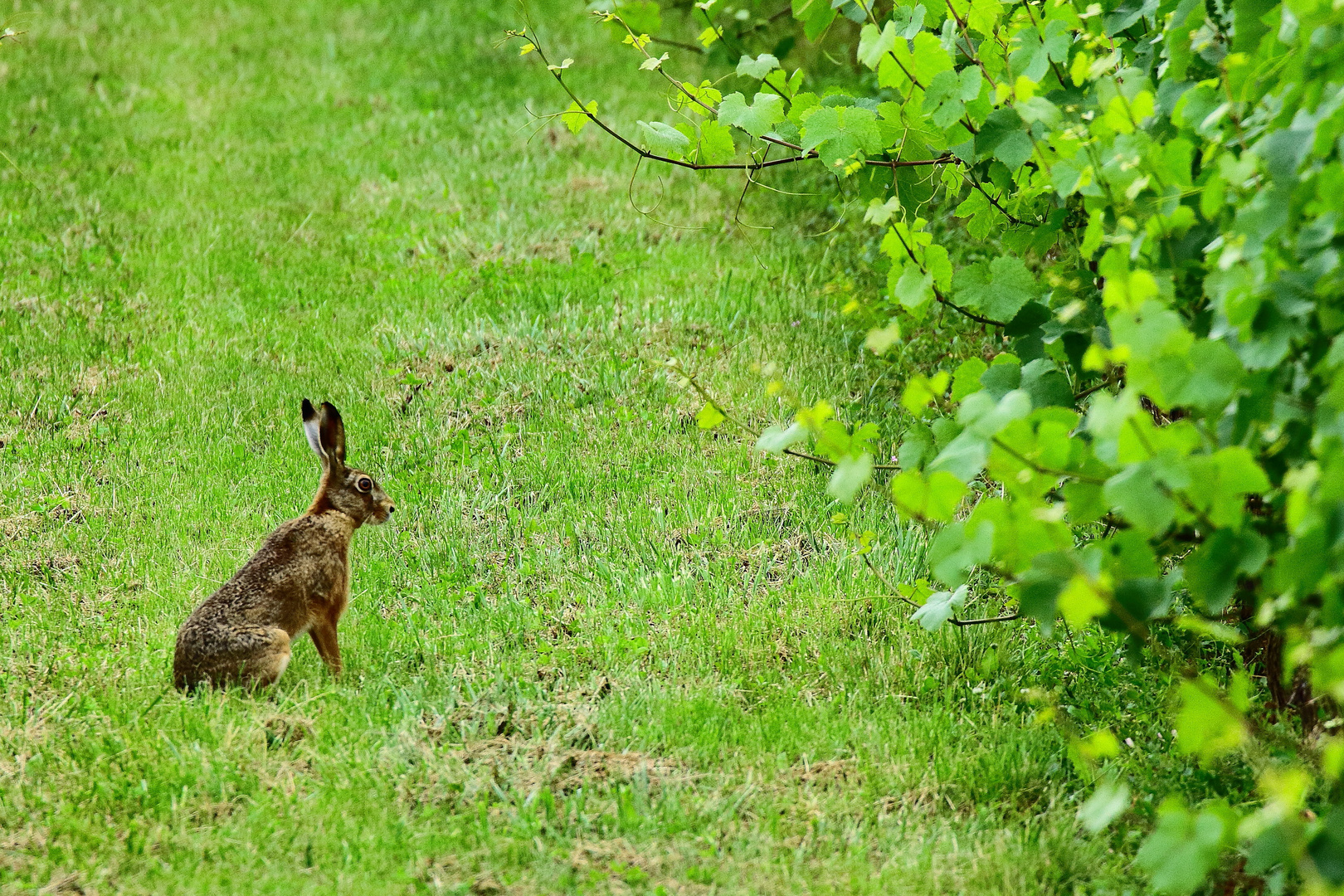 un instant le lièvre réfléchit photo et image | nature, animaux, alsace ...