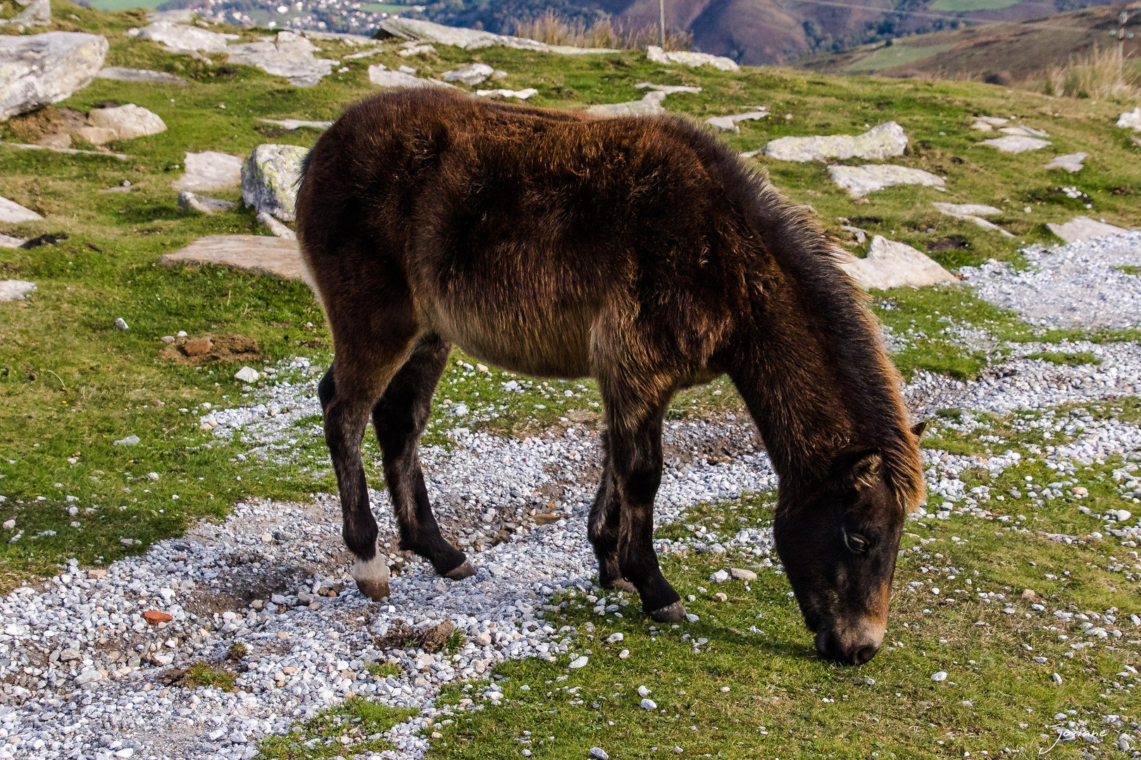 UN JEUNE POTTOK A LA RHUNE photo et image | nature, animaux, montagne ...