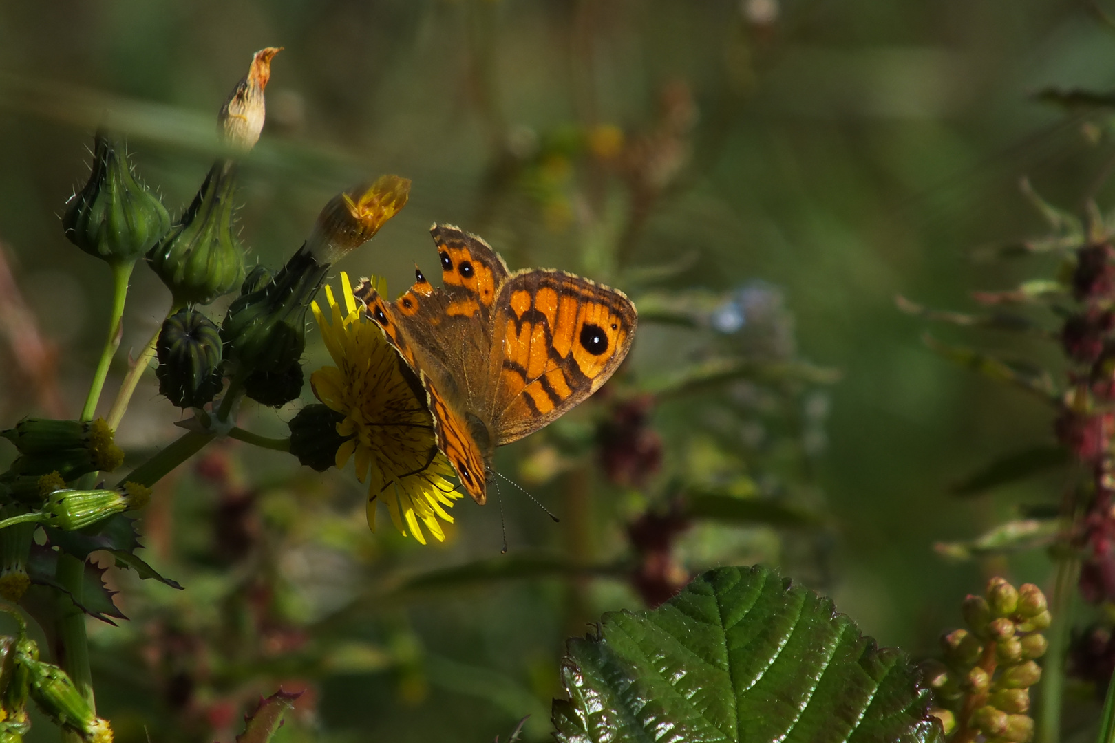 un joli papillons photo et image | macro nature, macro insectes ...