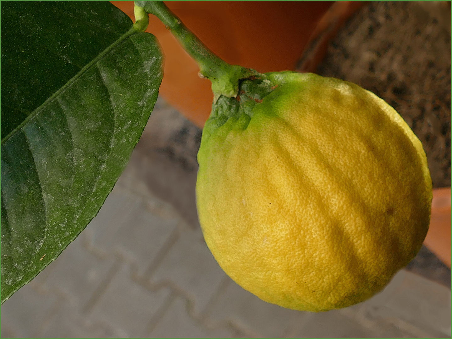 Un limon Foto & Bild | macro , spezial, makro Bilder auf fotocommunity