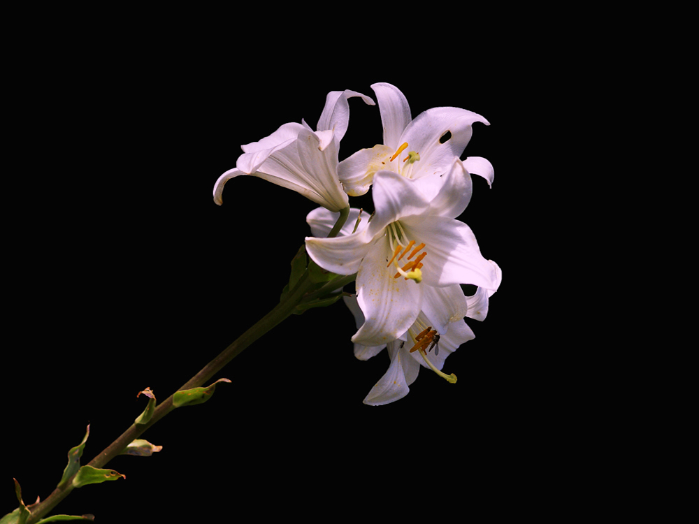 Un Lys photo et image | fleurs, nature Images fotocommunity