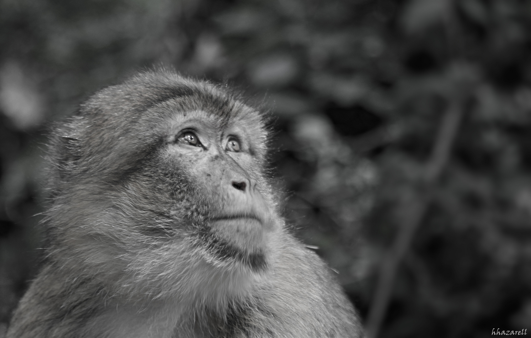 un magot penseur photo et image | animaux, animaux sauvages, singe ...