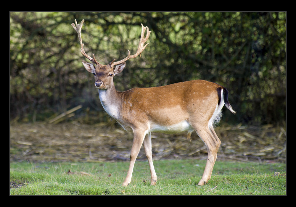 Un meraviglioso daino maschio Foto % Immagini| animali, mammiferi allo ...