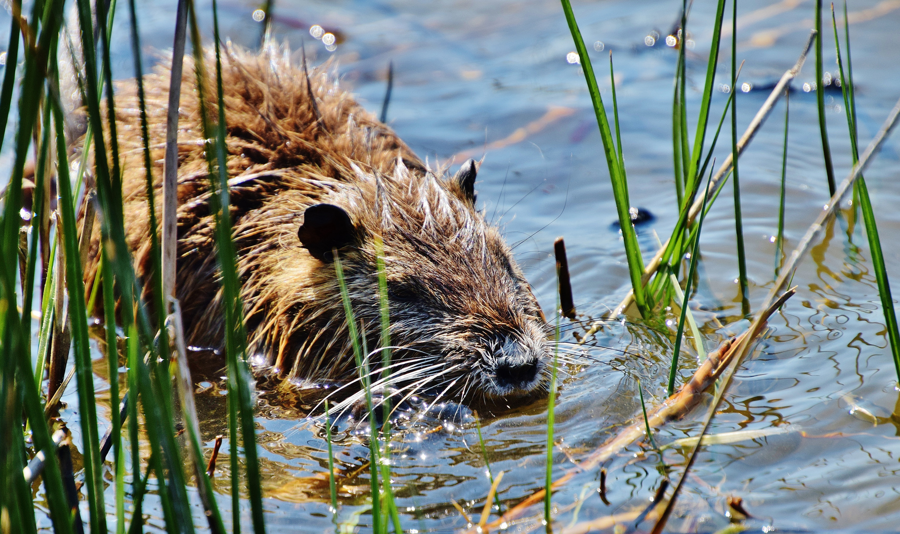 Un moustachu de Camargue ! photo et image | animaux, animaux sauvages ...