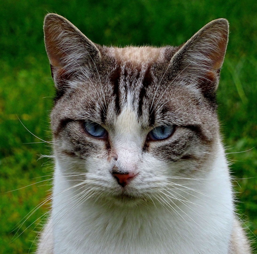 un Pacha photo et image | animaux, animaux domestiques, chats Images ...