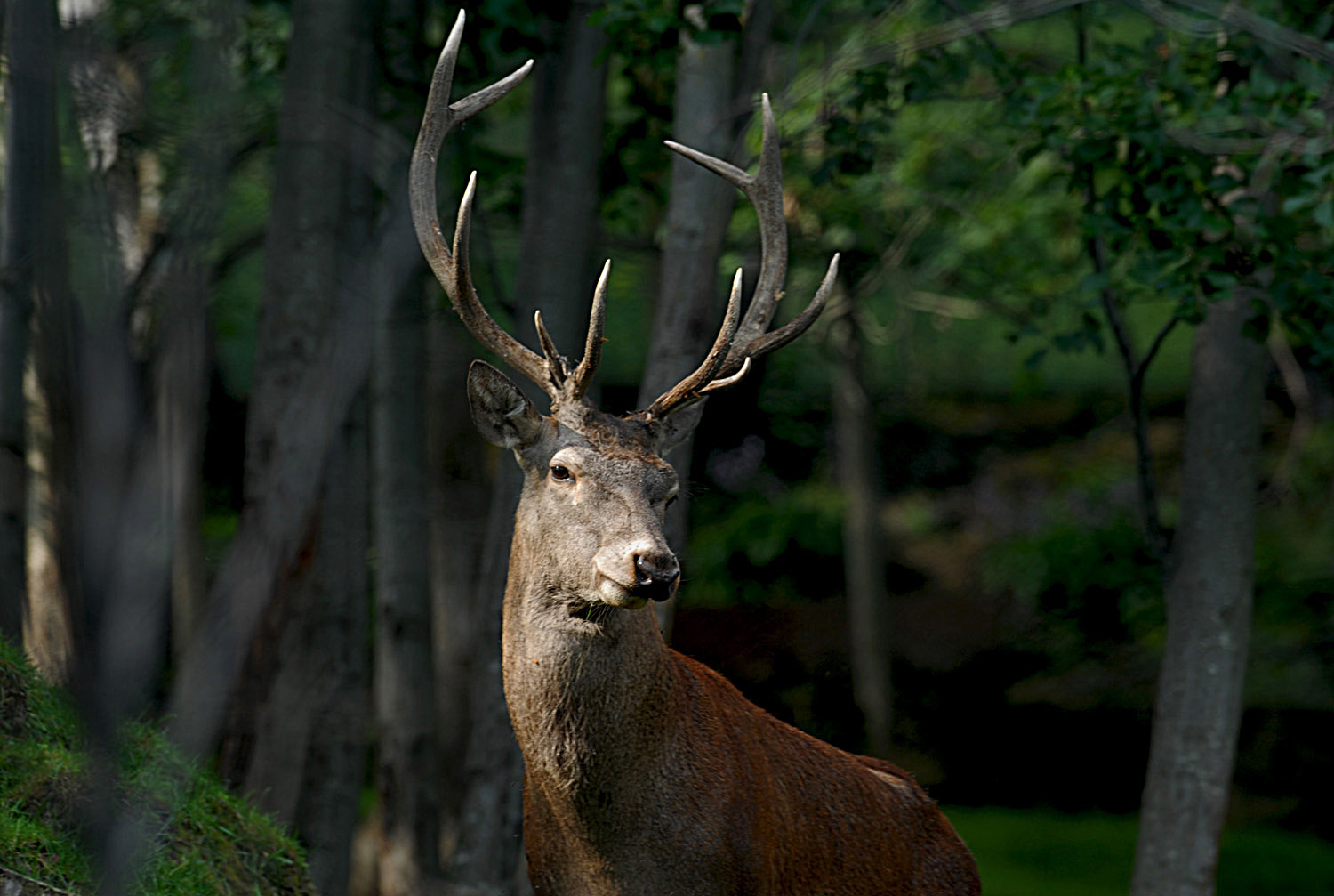 UN PALCO CON IL SUO CERVO !! Foto % Immagini| animali, mammiferi allo ...