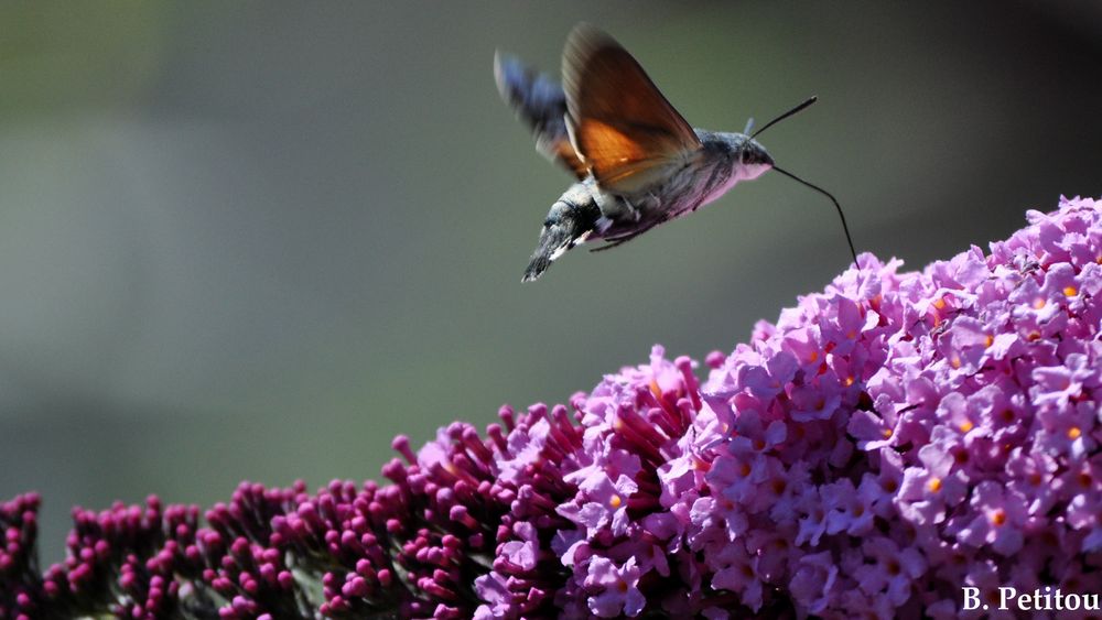 Un papillon colibri en plein festin photo et image | animaux, animaux ...