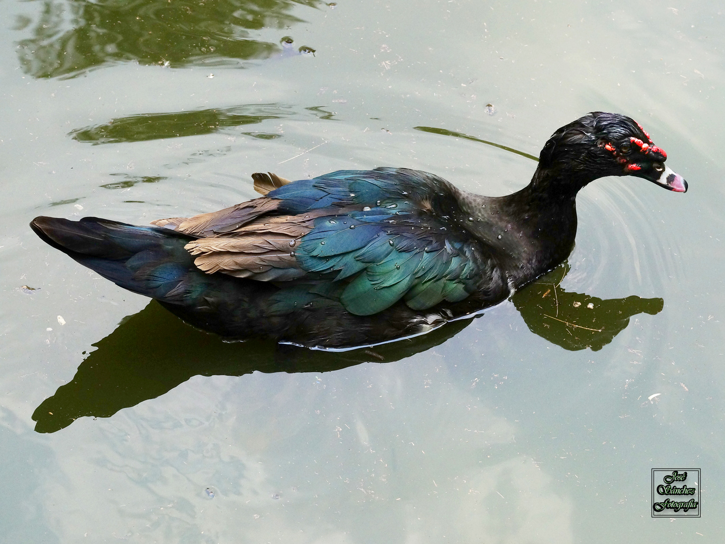 Un Pato Imagen & Foto | animales, aves, naturaleza Fotos de fotocommunity