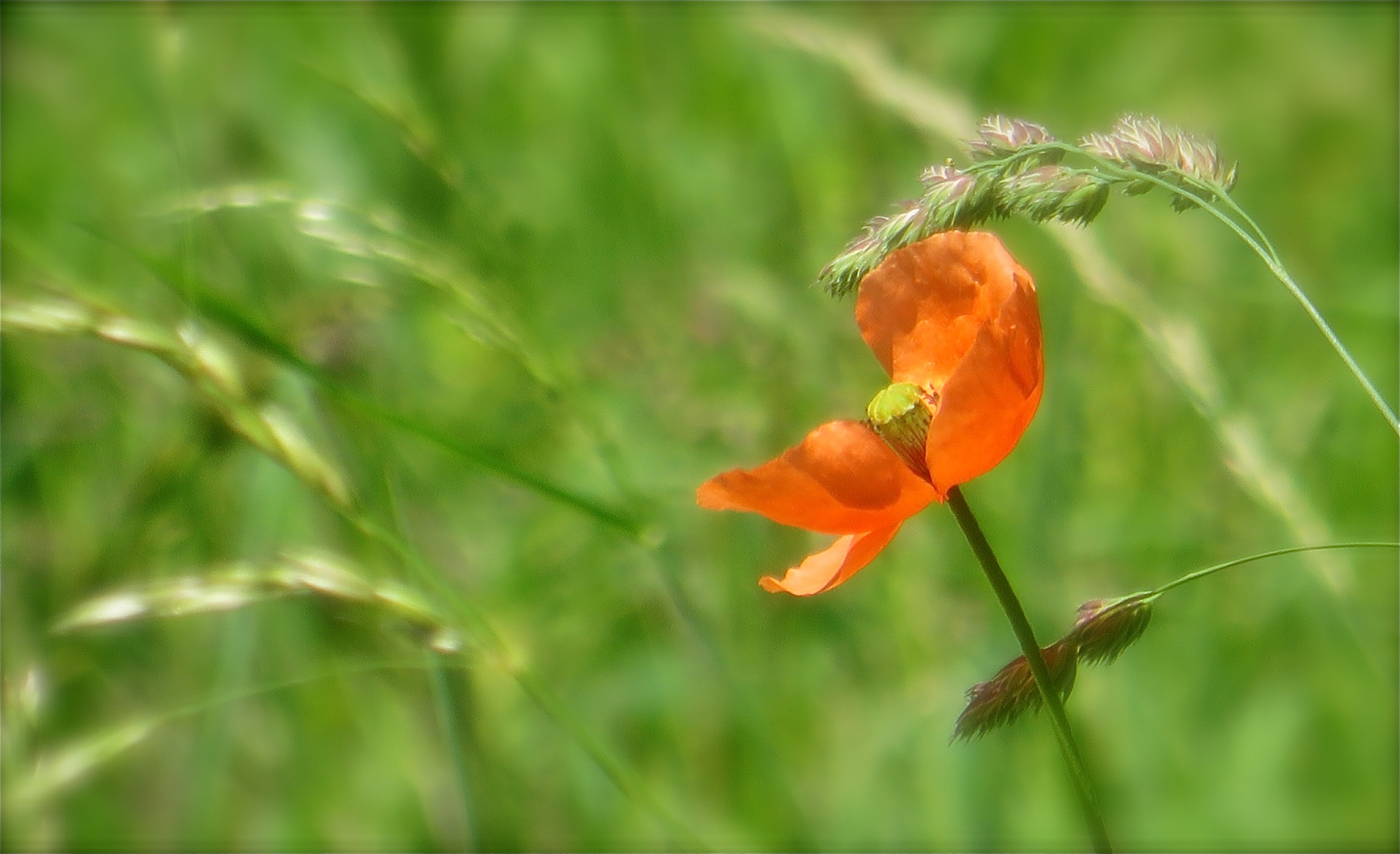 ...un petit coquelicot !!!... Foto & Bild | fleurs, coquelicot ...