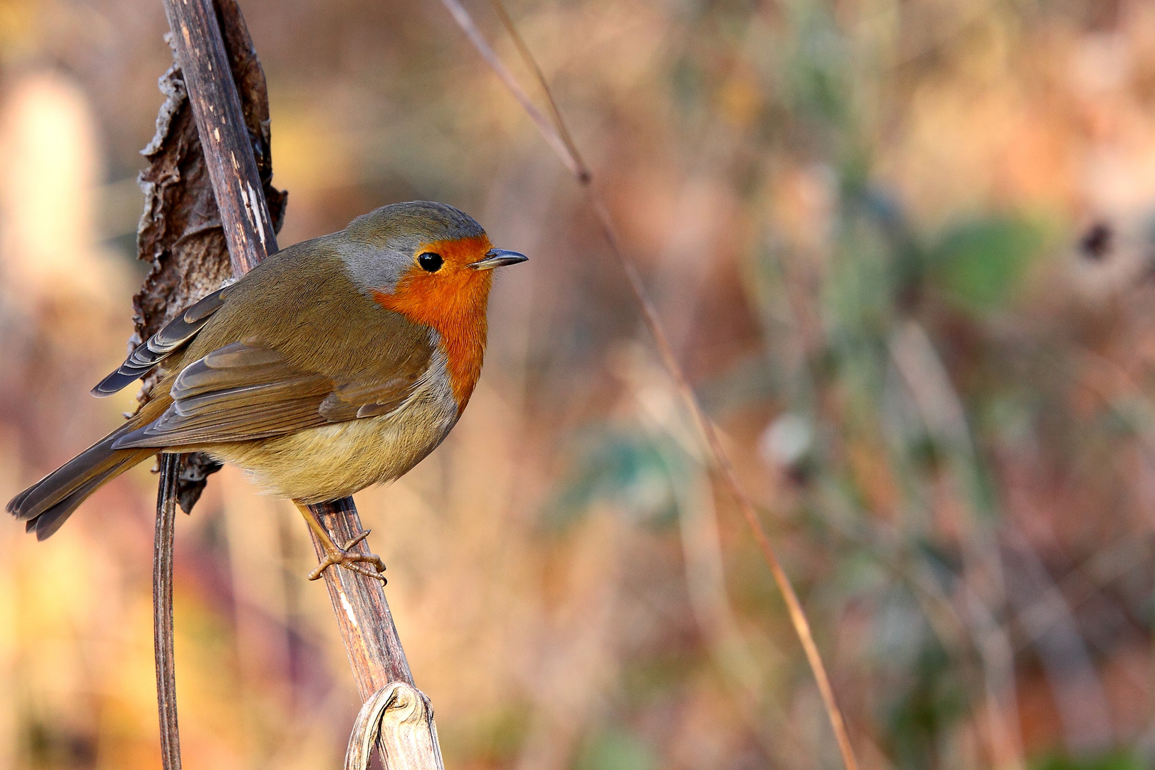 un petit filou que l'on aime tous photo et image | mes rouges-gorges ...